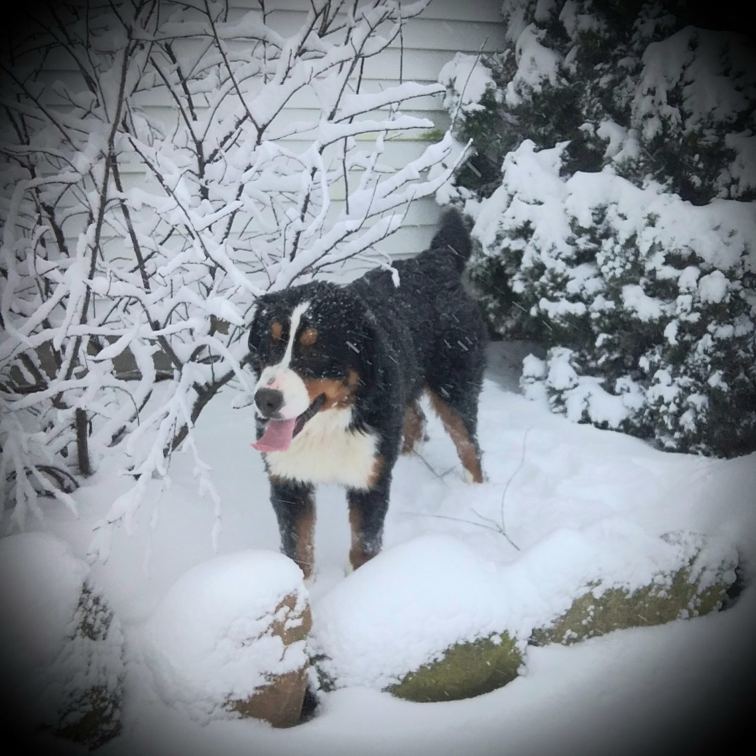 About Us – Mini Bernedoodle Breeder in Chicago & Michigan