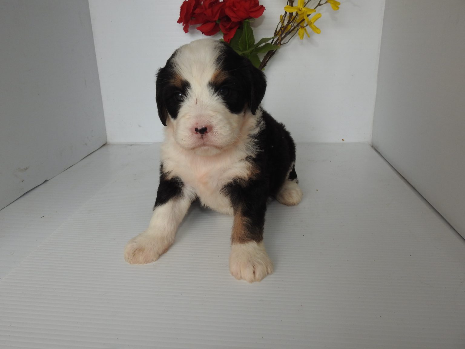 Alex Tri Color Mini bernedoodle Male - Michiana Bernedoodles
