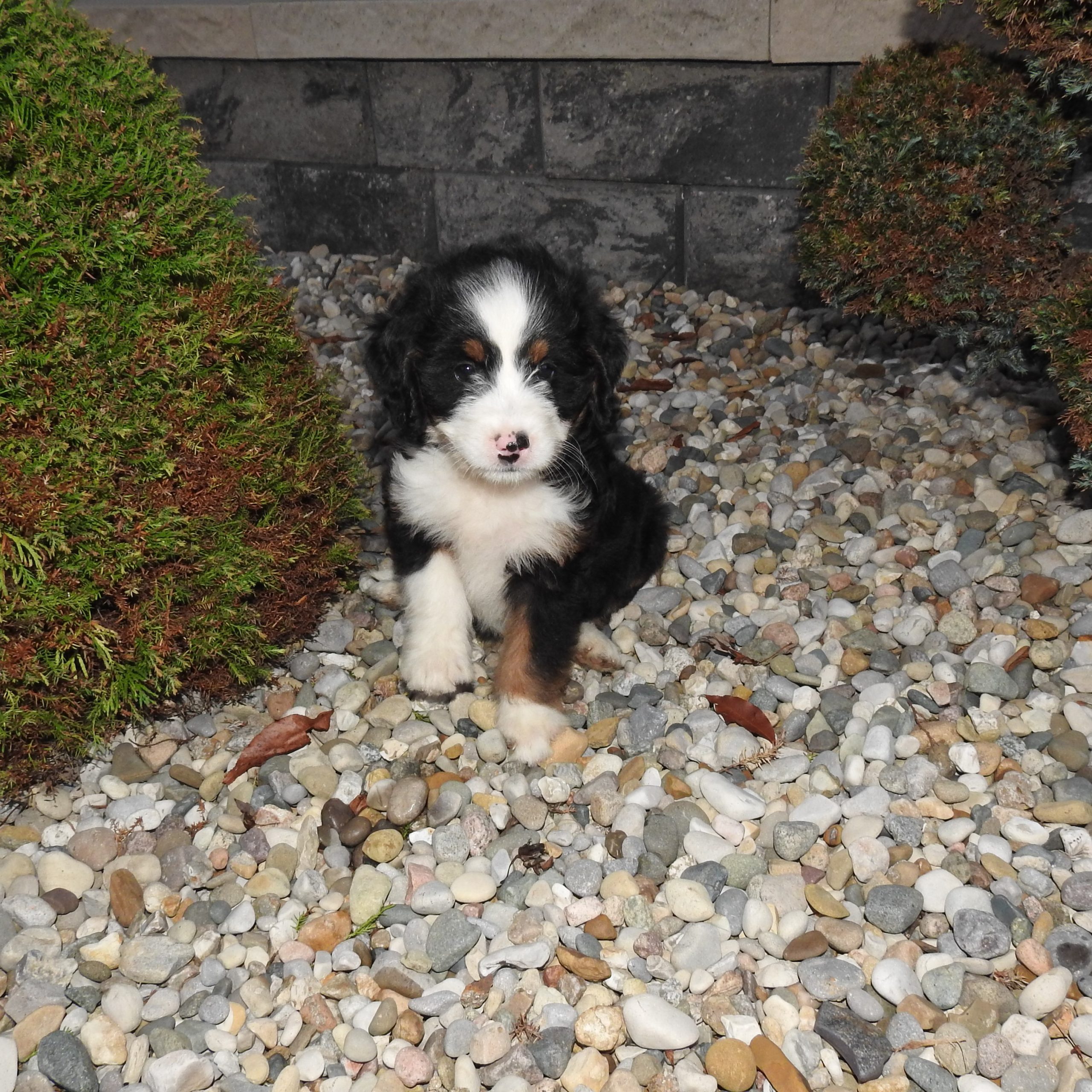 (SOLD) Frankie, Tri Color Miniature Bernedoodle - Michiana Bernedoodles